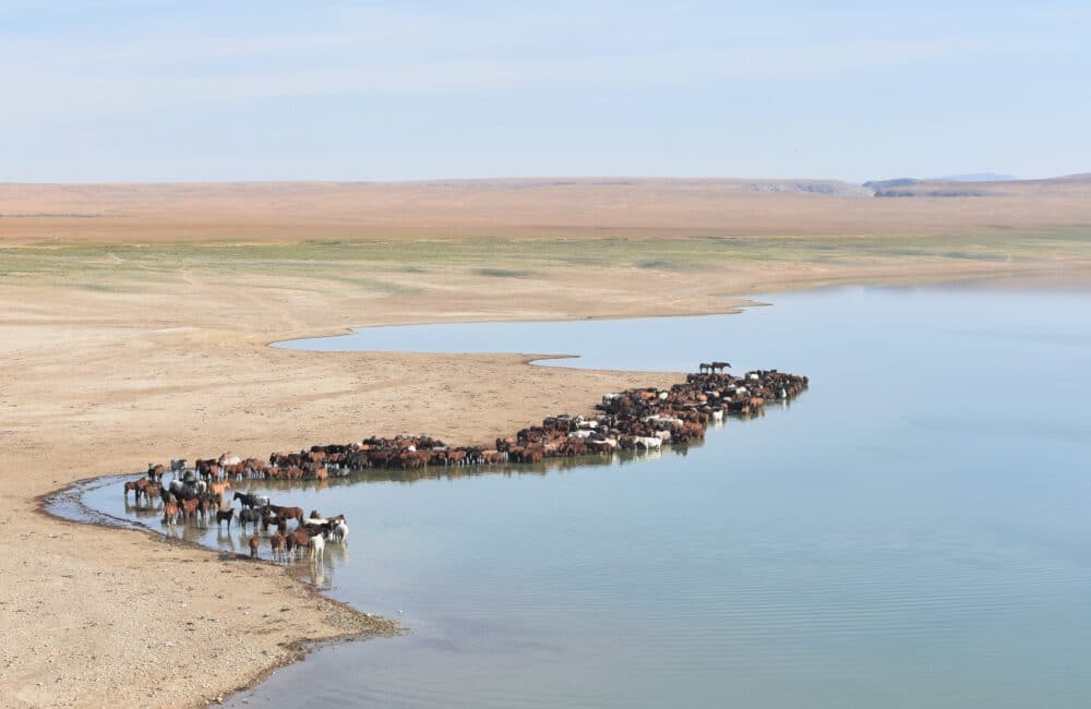 Home - Info Shymkent